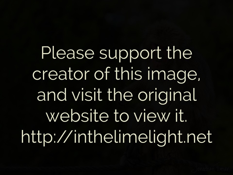 Monkeys at Iwatayama Monkey Park | Jonathan Timar