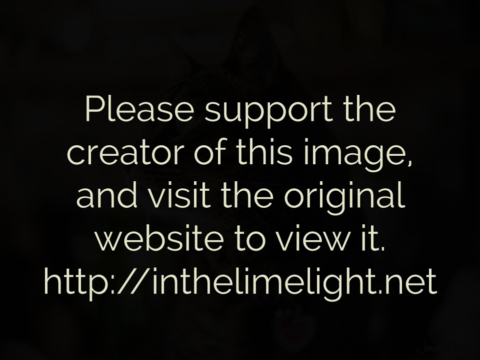 Two Crazy Cat Ladies | Jonathan Timar