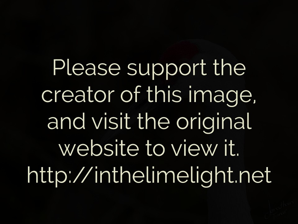 Visiting Elk | Jonathan Timar